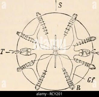 . Elementary text-book of zoology. 262 MOLLUSCA. CHAPTER XVIII ...