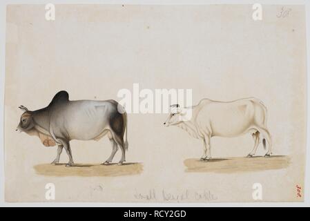 Brahman Bull Drawing Stock Vector Art & Illustration, Vector Image ...