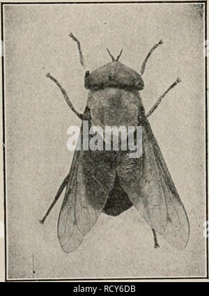 Flesh fly, Flesh flies, Other animals, Insects, Animals, Flesh Fly ...