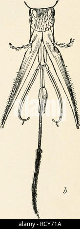 . Elementary entomology . FIG. 424. a, mouth-parts of a short-tongued ...