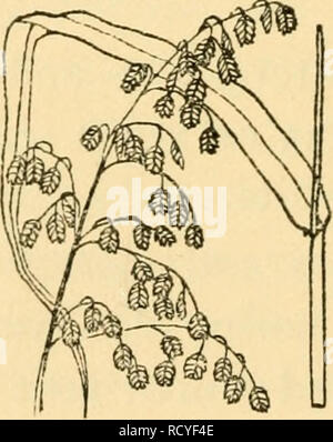 Weevil Insects eat rice grain. Pests in the kitchen Stock Photo - Alamy