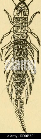 . Elementary lessons on insects. Insects. NEUROPTERA 91. Fig. 35.—An ...