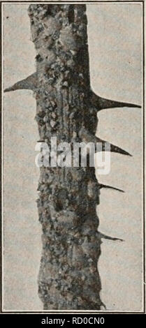 Red-necked Cane Borer (Agrilus ruficollis Stock Photo - Alamy