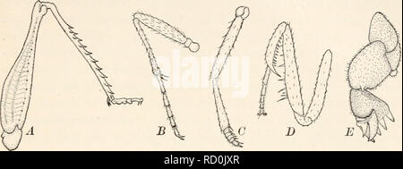. Elementary entomology . Fig. 25. Types of insect legs A, grasshopper ...