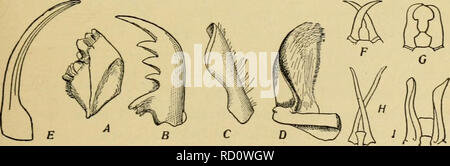 . Elementary entomology . Fig. II. Mouth-parts of grasshopper, typical ...