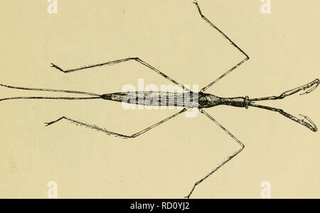 . Elementary entomology. Entomology. THE TRUE BUGS 109 {Nepidac) are so ...