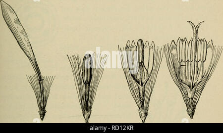 . Elementary botany. Botany. PLANT FAMILIES: COMPOSITE. 29I tubular ...