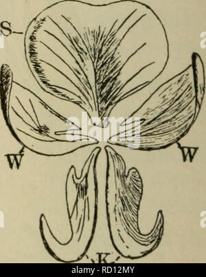 . Elementary botany. Botany. Fig. 368. Details of pea flower; section ...