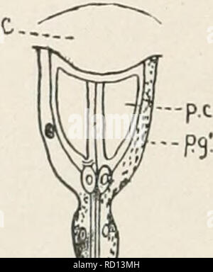Insect compound eye showing from right to left: rhabdom, retinula cells ...
