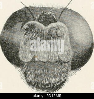 Insect compound eye showing from right to left: rhabdom, retinula cells ...