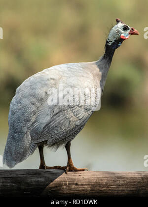 Portrait of Helmeted Guinea Fowl, Numida meleagris Stock Photo - Alamy