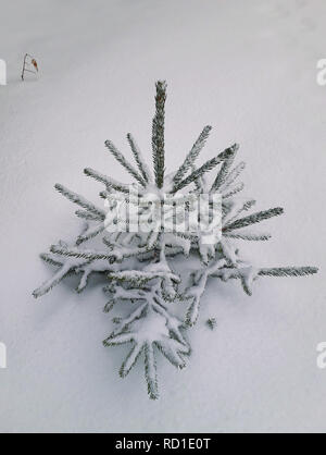 Little spruce tree covered with snow winter forest Picea abies Stock ...