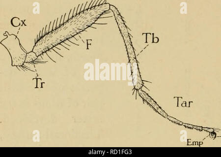 . Elementary entomology . i-Cla Fig. 24. Typical insect leg Cx, coxa ...