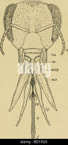 . Elementary entomology . f FIG. 21. Mouth-parts of the honey-bee ...
