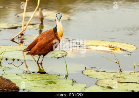 African Jacana, Jesus Bird or Lilly-trotter (Actophilornis flavirostris ...