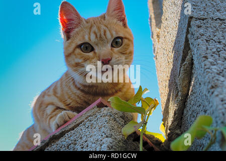 red Cat with kind green eyes, Portrait cute red ginger kitten. happy ...