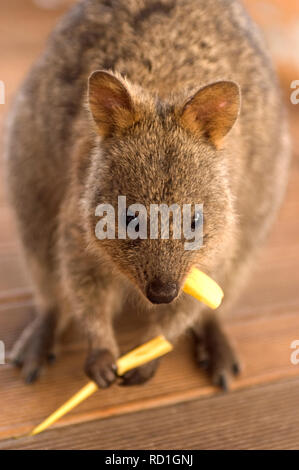Quokka, native australian animal, eating tree branches Stock Photo - Alamy