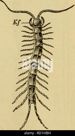 . Elementary text-book of zoology. Zoology. EXOSKELETON. 271. cases the ...