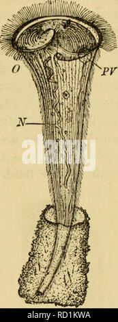 . Elementary text-book of zoology. Zoology. 138 PISCES. Cyclostomes ...