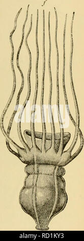 . Elementary text-book of zoology. Zoology. SCYPHISTOMA, 8TROBILA ...
