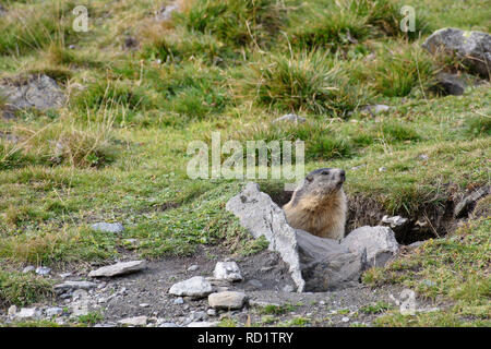 Marmot comes from his hole and looks cautiously Stock Photo - Alamy