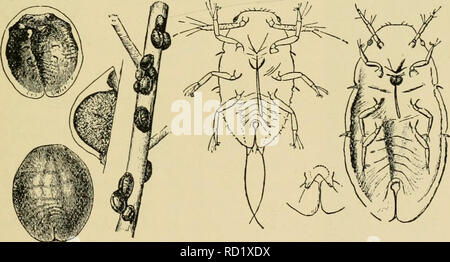 . Elementary entomology . FIG. 181. The cochineal insect a, on cactus ...
