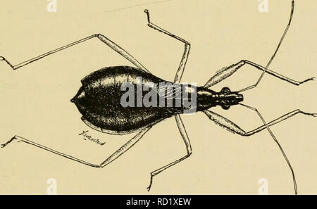 . Elementary entomology . Fig. 150. A damsel-bug (Coriscus ...