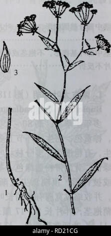 Bupleurum chinense DC Bupleurum chinense DC Stock Photo - Alamy