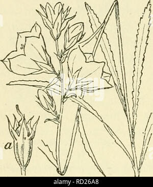 Campanula persicifolia L Campanula persicifolia L Stock Photo - Alamy