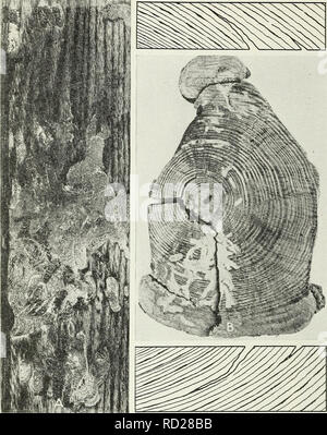 Pine tree wood eroded in wormholes suffers from bark beetle infection ...