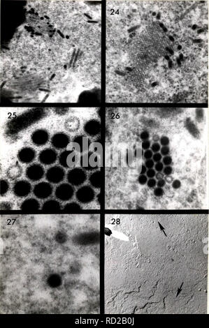Nuclear Polyhedrosis Virus Stock Photo - Alamy