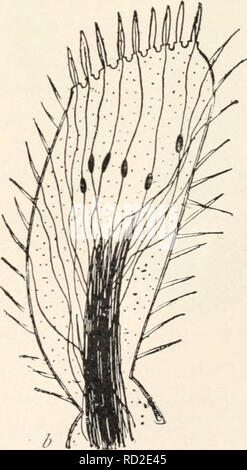 . Elementary entomology . FIG. 48. Nerve endings in tip of maxillary ...