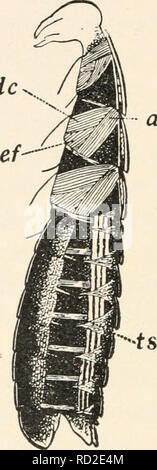 . Elementary entomology . abc FIG. 41. Muscles of cockroach, of ventral ...