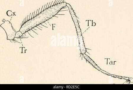 . Elementary entomology . i-Cla Fig. 24. Typical insect leg Cx, coxa ...