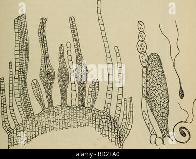 Mnium Archegonium Of Slide