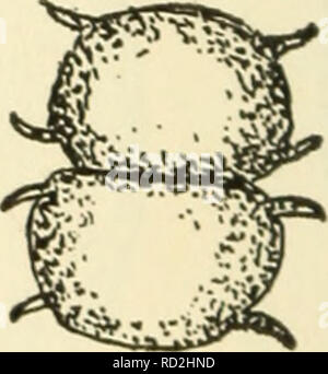 . Elementary botany . Fig. 91. Xanthidium Stock Photo - Alamy