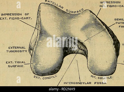 . Elementary physiology . EXT. TIBIAL I — SURFACE INTERNAL TUBEROSITY ...