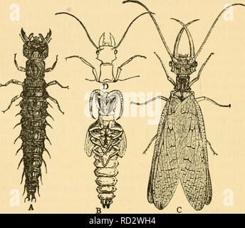 . Elementary lessons on insects. Insects. WHAT AN INSECT IS LIKE ...