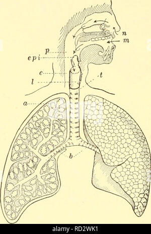 . Biology and human life. Biology. Fig. 7. Breathing tubes in insects s ...