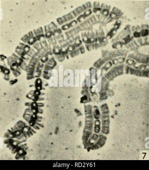 . The cytology and life-history of bacteria. Bacteria. % %. (Reproduced ...