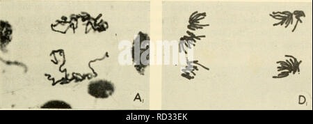mitosis in an Allium root tip Longitudinal section under a light ...