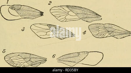 hemiptera wings description