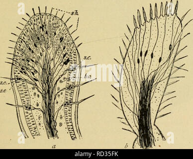 . Elementary entomology . FIG. 48. Nerve endings in tip of maxillary ...