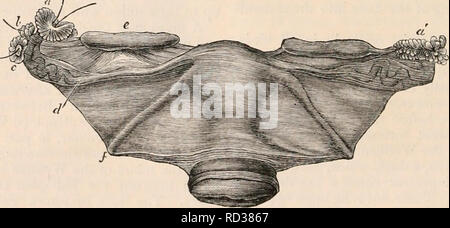 deer anatomy organs Stock Photo: 34981359 - Alamy