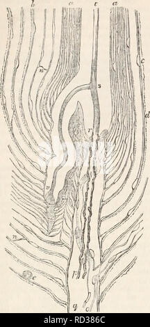 . The cyclopædia of anatomy and physiology. Anatomy; Physiology ...