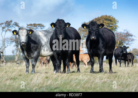 Beef Cattle suckler herd on Cley Marshes Norfolk Stock Photo: 73308896 ...