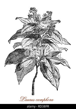 Illustration of Camphor tree (Cinnamomum camphora). Detail of leaves ...