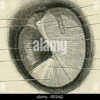 . Cunningham's Text-book of anatomy. Anatomy. Manubrium Rib cartilage ...