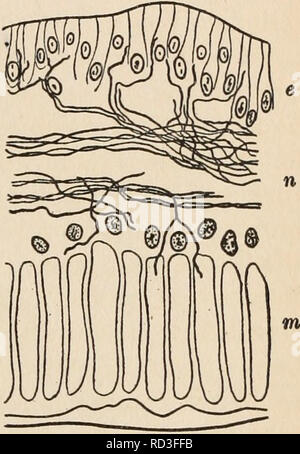 The study covers invertebrate anatomy and development, examining ...