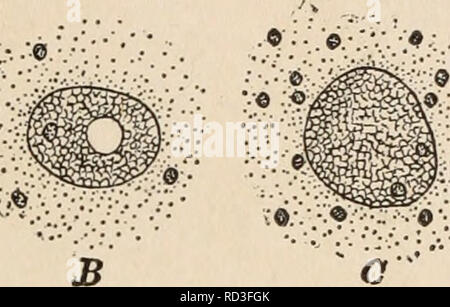 white sponge nervous